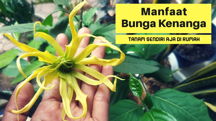 Tak Hanya Sebagai Bahan Kosmetik, Berikut 10 Manfaat Kesehatan Bunga Kenanga yang Jarang Diketahui